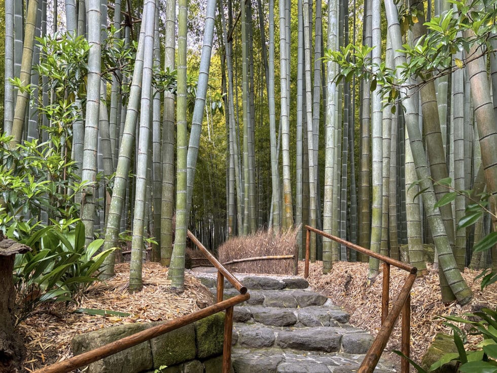 Where To See The Famous Japan Bamboo Forest (and a Few More)